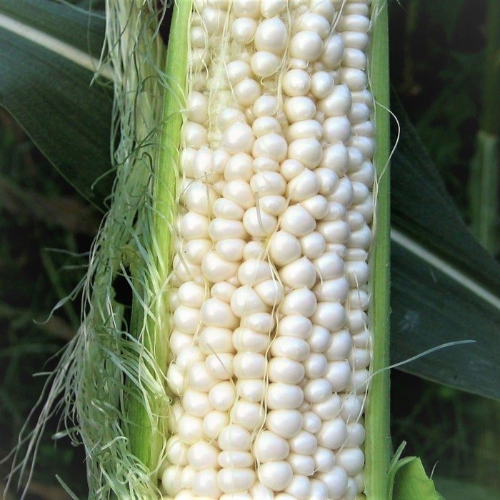 Country Gentleman Corn Seeds Zea Mays M2