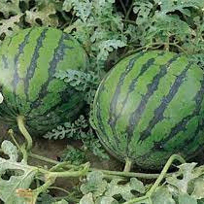 Ukrainian Golden Watermelon Seeds