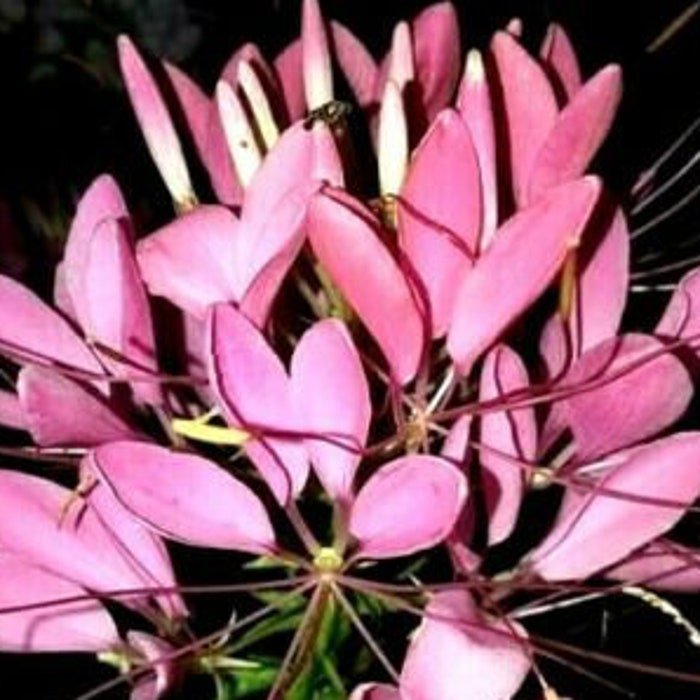 Dwarf Rose Sparkler Cleome Spider Flower