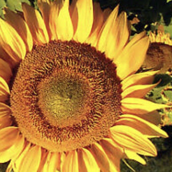American Giant Sunflower