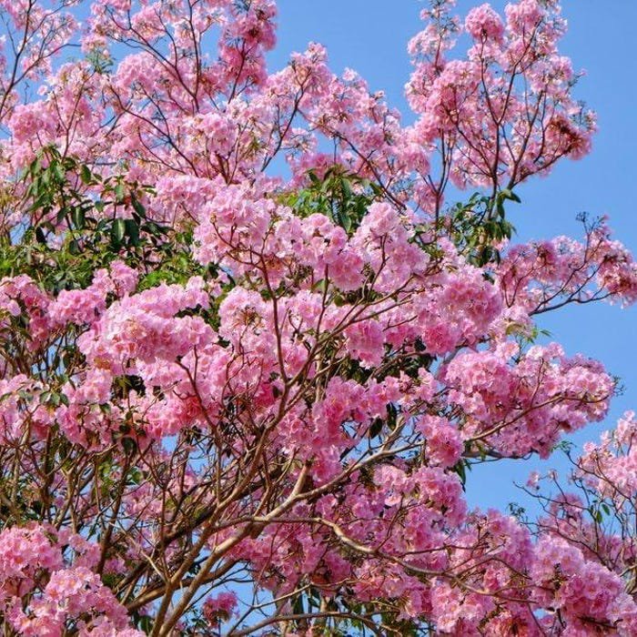 Pink Trumpet Tabebuia Rosea Maculis Live Flower Tree 12Inch-24Inch