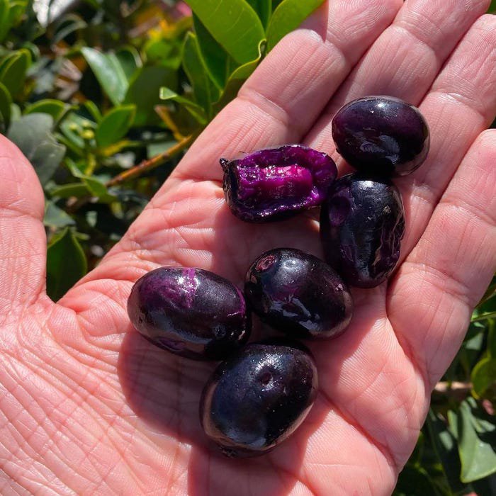 Jambolan Syzygium Cumini Luve Fruit Tree 10Inch-24Inch Plum Java Jamun
