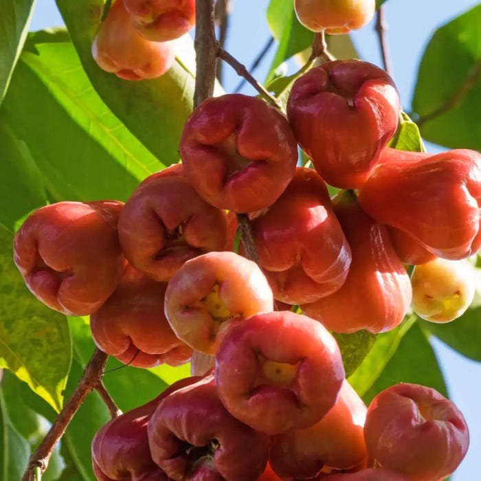 Big Red Wax Jambu Syzygium Jambos Pomarrosa Roja Fruit Tree 2-3Ft