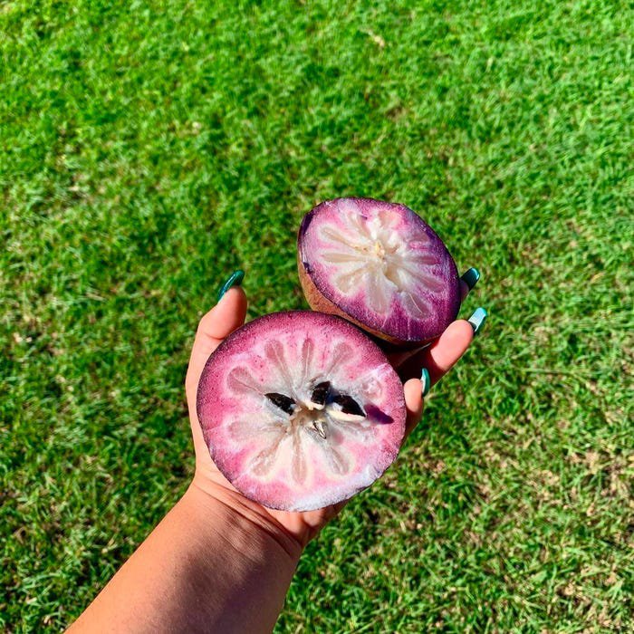 Grafted Purple Star Apple Chrysophyllum Caimito Live Fruit Tree 1-3Ft ...