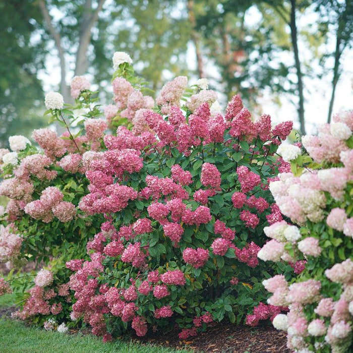 Fire Light Hydrangea Paniculata Panicle Hydrangea 4 Inch Pot Size Plant