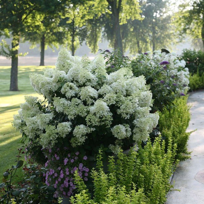 Bobo Dwarf Hydrangea Hydrangea Paniculata 4 Inch Pot Size Plant