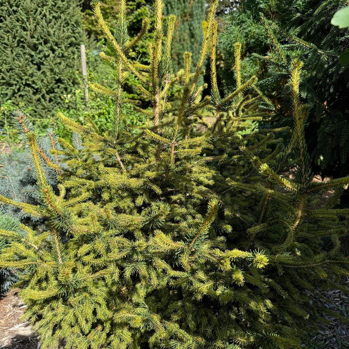 Picea Abies Gold Dust Norway Spruce 4 Inch Pot Live Plant