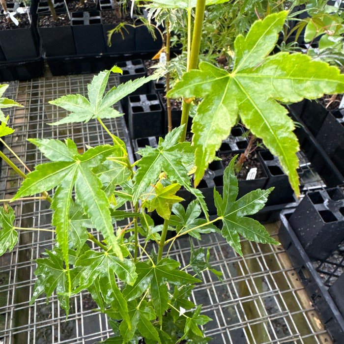 Acer Palmatum Kashima Japanese Maple Live Plant 12 Inch Tall 1 Year Graft