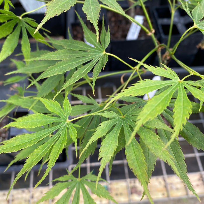 Acer Palmatum Omure Yama Japanese Maple Live Plant 12 Inch Tall 2 Year ...