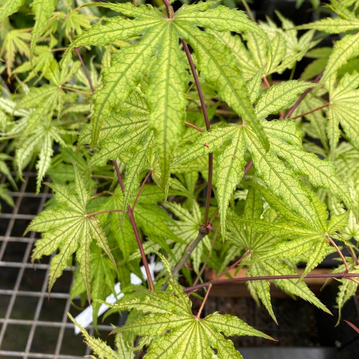 Acer Palmatum Grandma Ghost Japanese Maple Live Plant 12 Inch Tall 2 ...