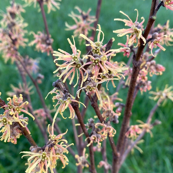 Hamamelis Virginiana Champlin S Red Witch Hazel Live Plant 24 Inch Tall ...