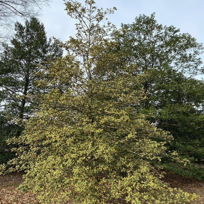 Ilex Opaca Steward S Silver Crown Variegated American Holly Live Plant ...