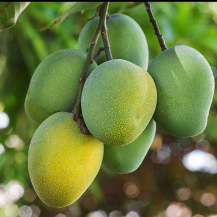 Fruit Punch Mango Tree Grafted In 3 Gallons Pot No Ship To Hi