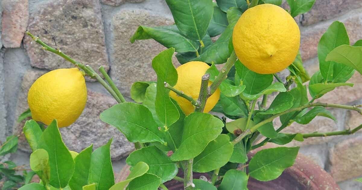 3 Cuttings of Dwarf Citrus Meyer Lemon Tree Ready To Graft Make Your ...