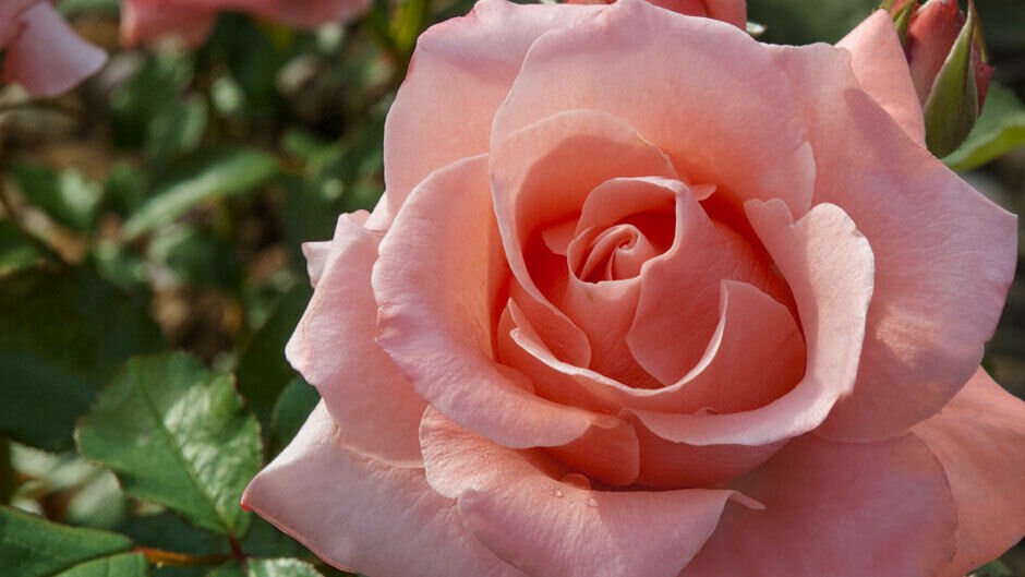 Rose Cuttings (3) of Chantilly Pink Rose Ready to root Make Your Own Plants