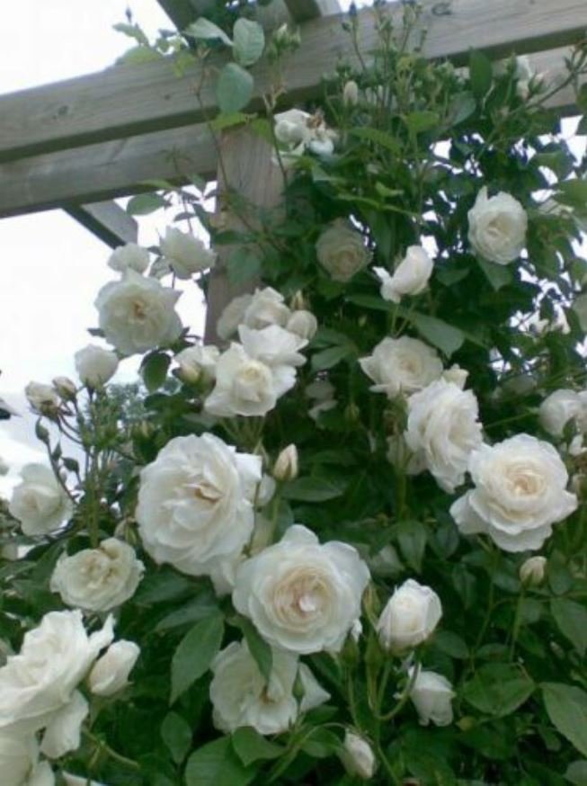 Rose Cuttings (3) of White Heirloom Climbing Rosebush Ready to Root ...