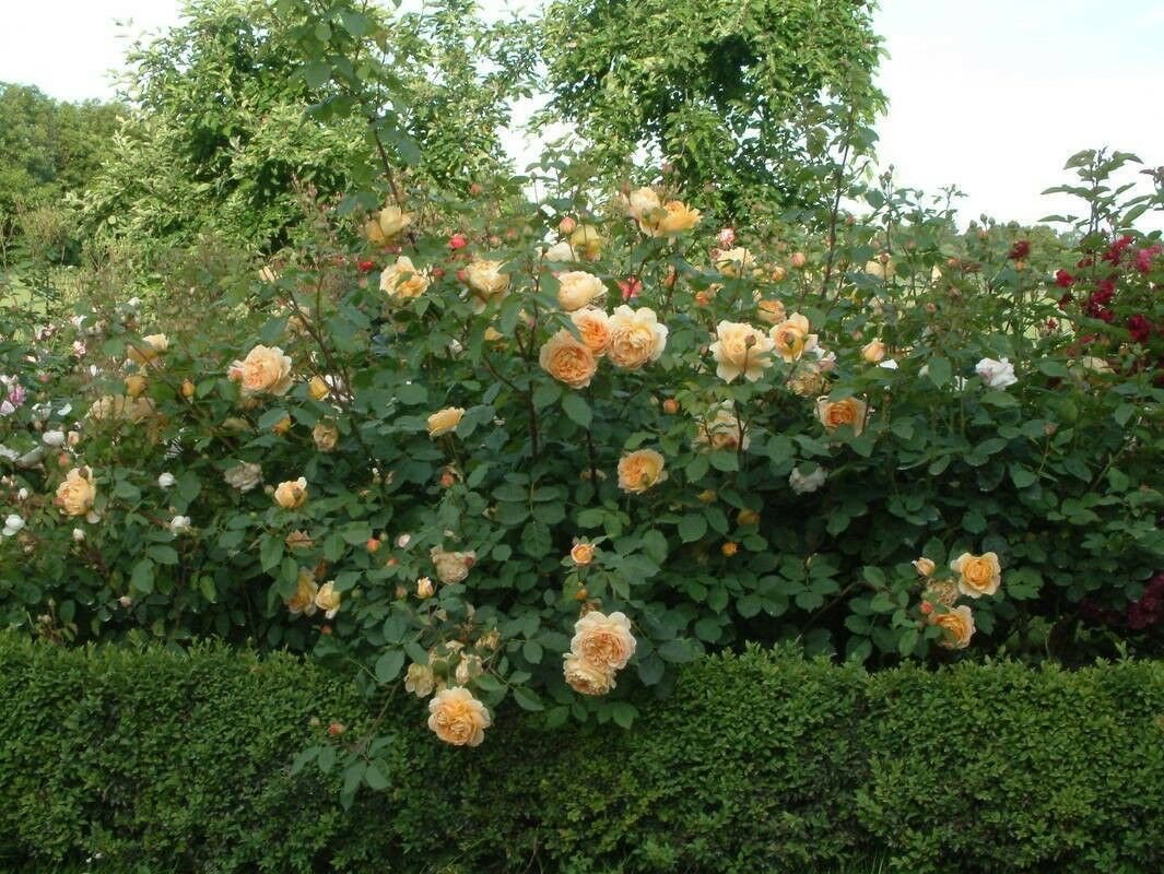 3 Cuttings of Golden Celebration Ausgold Rose Ready To Root Make Your ...