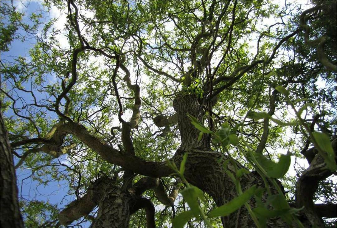 Corkscrew Willow Tree Cuttings (3) Salix Matsudana Fast Shipping, no roots