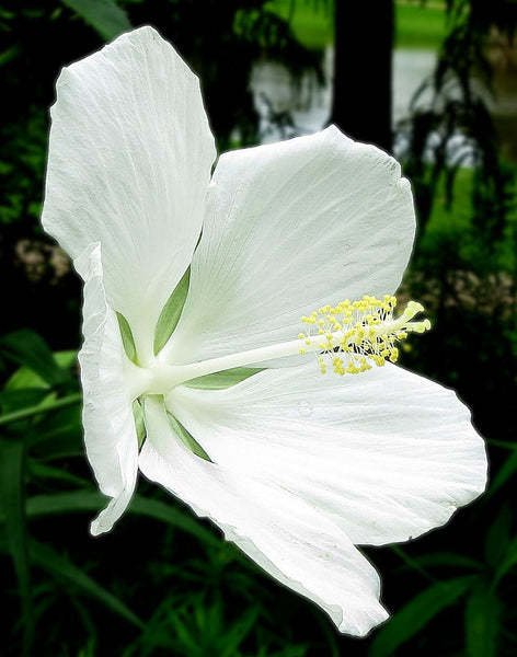 10 Seeds Hibiscus coccineus Alba White & Texas Star Rose Mallow