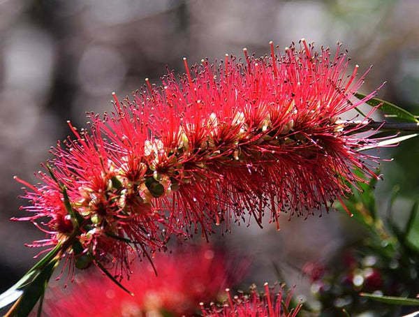 200 Seeds Callistemon citrinus Lemon Crimson Bottlebrush