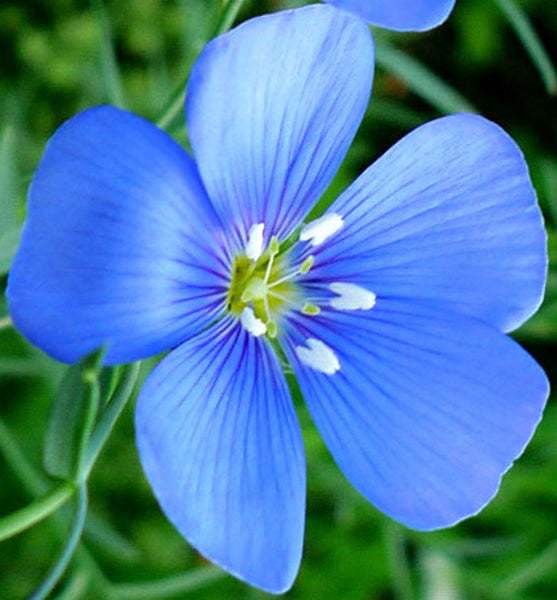 20 Seeds Linum usitatissimum Common Flax Linseed