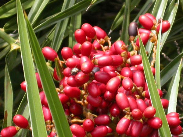 5 Seeds Phoenix pusilla Ceylon Date Palm Flour Palm
