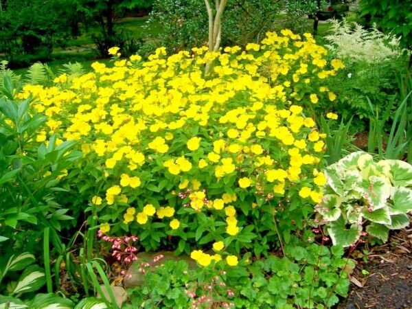 Common Evening Primrose Flower Seeds Annual Wildflower Garden 500 Seeds
