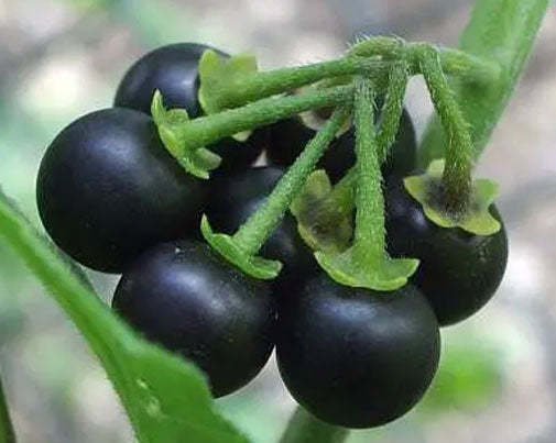 20 Seeds Solanum burbankii Wonderberry Sunberry