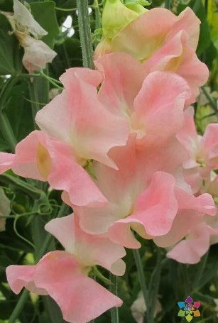 50 Harvey's Blush Sweet Pea Seeds for Garden Planting Home Garden Seeds