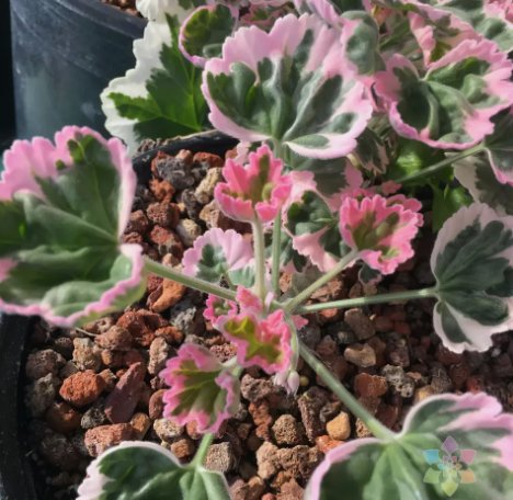 25 Ice Queen Geranium Seeds for Garden Planting Home Garden Seeds