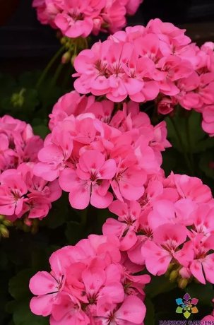 25 Patriot Tickled Pink Geranium Seeds for Garden Home Garden Seeds
