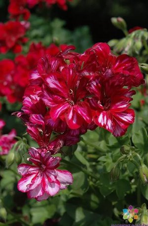 25 Precision Red Ice Ivy Leaf Geranium Seeds for Garden Home Garden Seeds