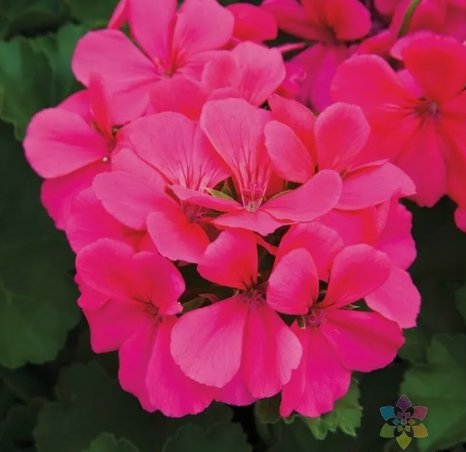 25 Caliente Dark Rose Geranium Seeds for Garden Planting Home Garden Seeds