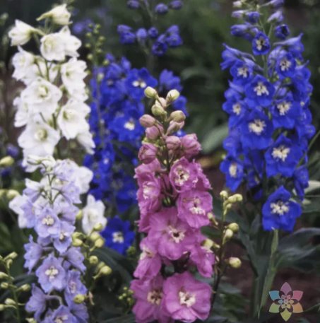 200 Magic Fountains Mix Delphinium Seeds for Garden Home Garden Seeds