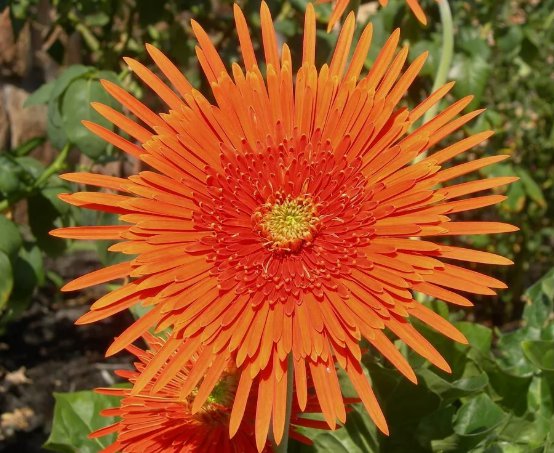 200 Orange Gerbera Spider Daisy Seeds for Garden Planting Home Garden Seeds