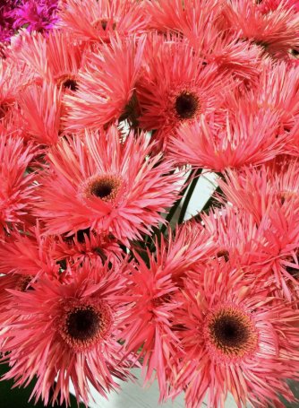 50 Pink Gerbera Spider Daisy Seeds for Garden Planting Home Garden Seeds