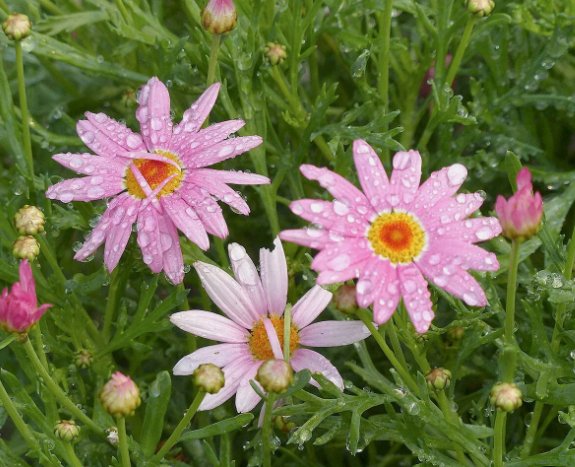 200 Pink Marguerite Daisy Seeds for Garden Planting Home Garden Seeds