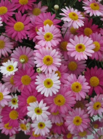 Valentine's Day Mix Marguerite Daisy Seeds for Garden Home Garden Seeds