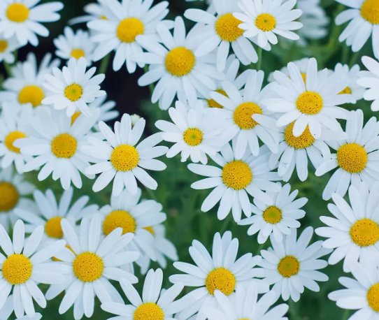 200 White Marguerite Daisy Seeds for Garden Planting Home Garden Seeds