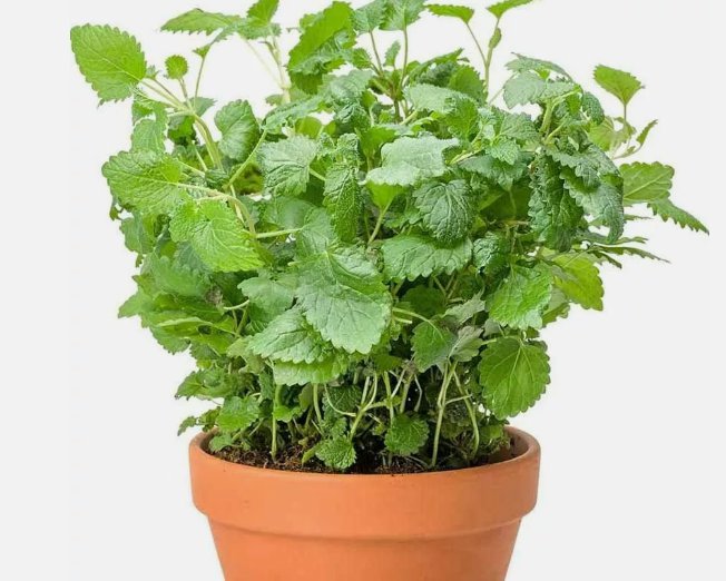 200+Lemon Balm Seeds(Melissa Officinalis)Common Balmmint Sweet Balm ...