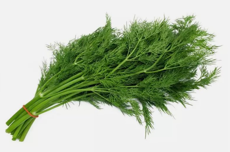 200+ Bouquet Dill Seeds(Anethum Graveolens)Fresh Garden Herb Usa Garden ...