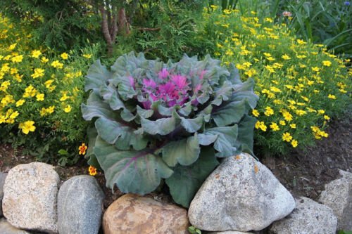 40 Fresh Flower Seed Ornamental Cabbage Osaka Red #ABG1