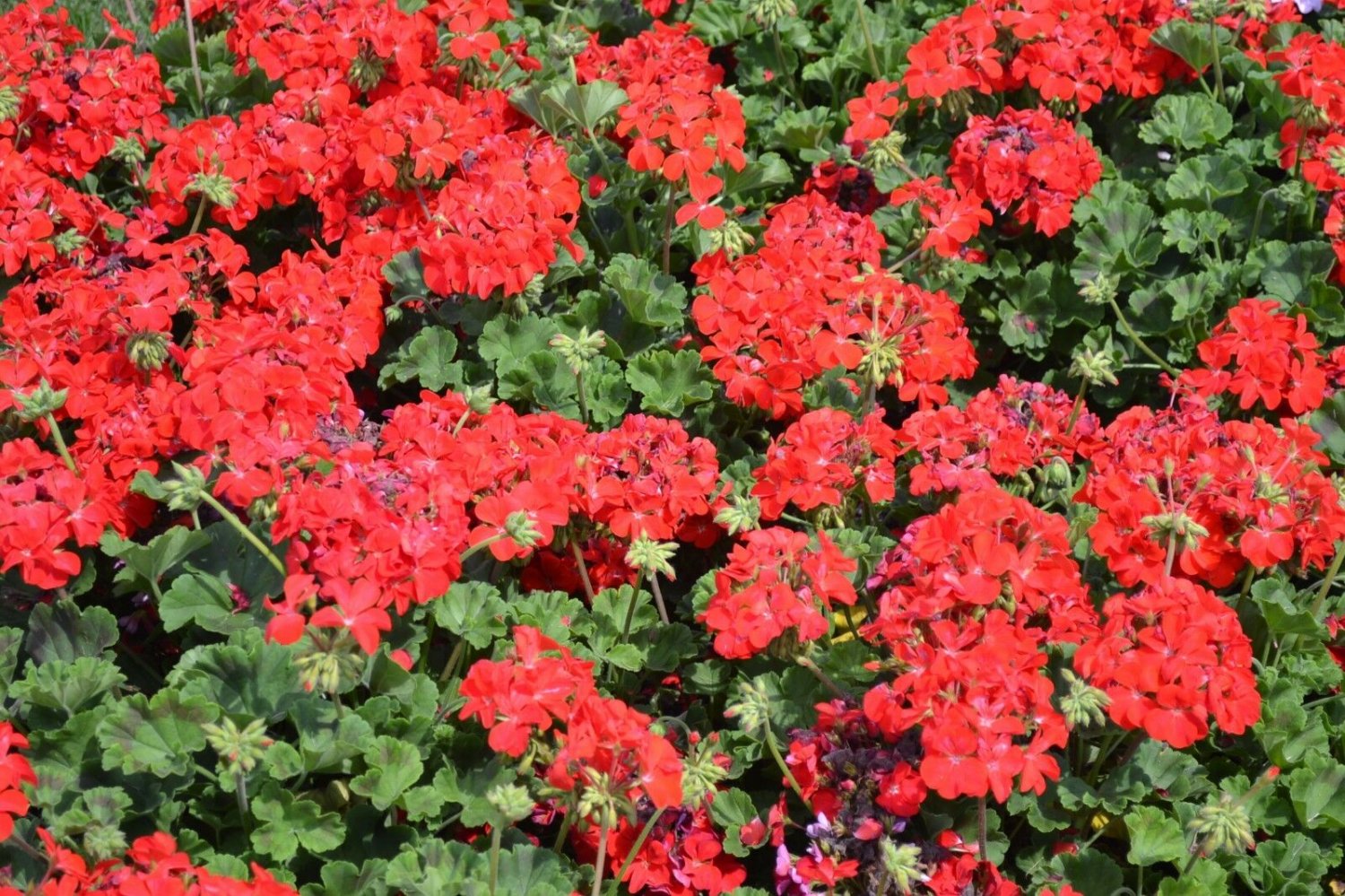 12 Fresh Flower Seed Pinto Deep Red Geranium easy to grow #ABG1