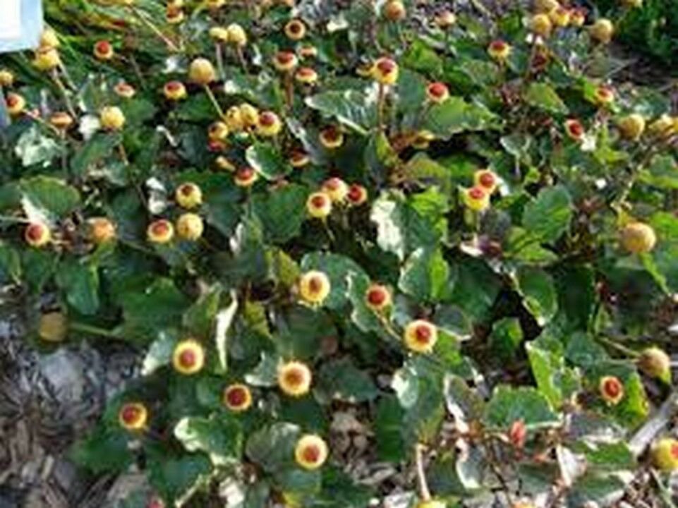 100 Seeds Toothache Plant Spilanthes Oleracea easy to grow #ABG11