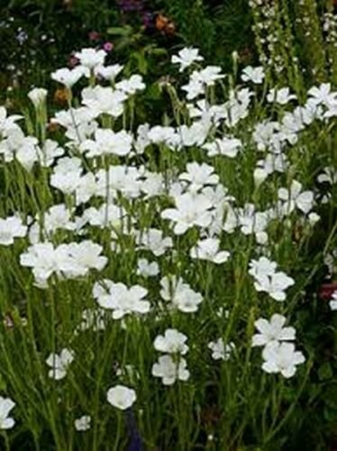 50 flower Seeds Agrostemma Githago Bianca White, great flower for your ...