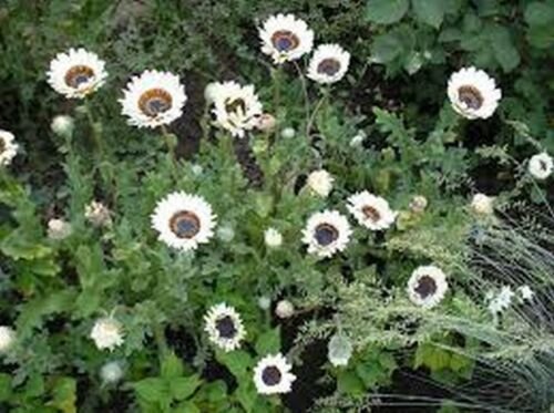 100 Seeds Venidium Monarch of the Veldt White easy to grow #ABG11