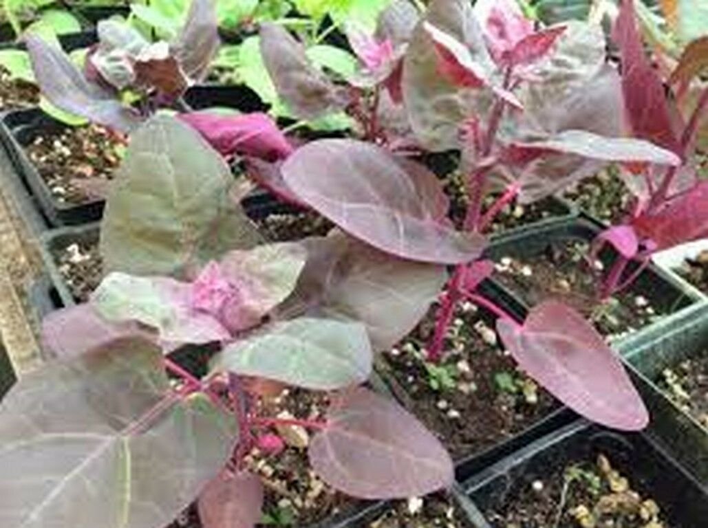 25 Seeds Orach Atriplex Hortensis red plum, ready for your plant #ABG11