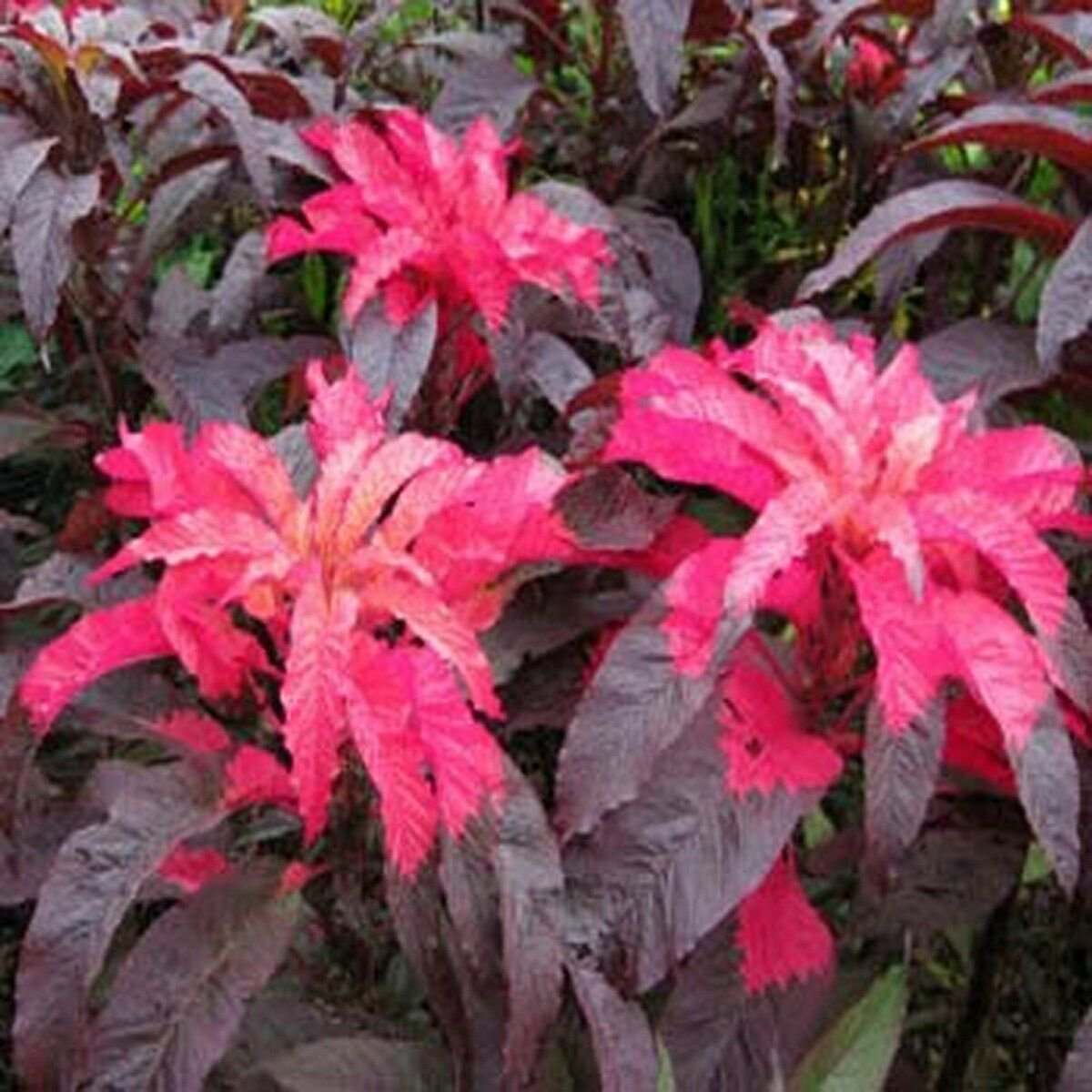 flowers seeds Amaranthus Early Splendor, 100 Seeds #ABG11