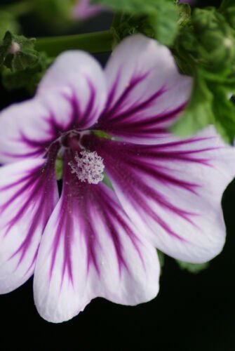 zebra mallow malva syvestris whiteburgendy striped flowers,100 seeds #ABG12