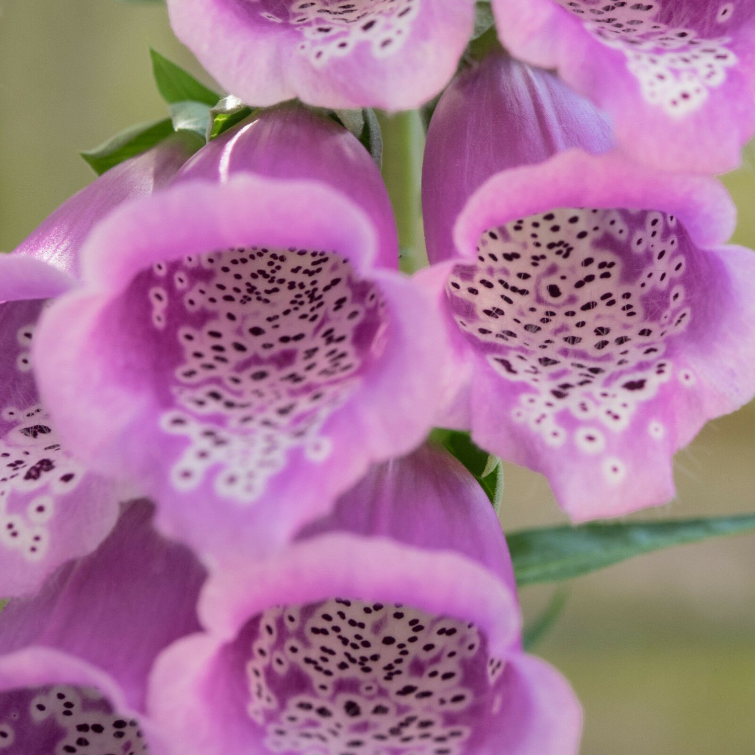 1000 seeds foxglow digitalus purpurea tall mix color easy to grow #ABG12
